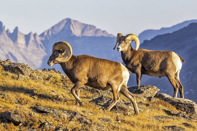 Sunset and Night Photography Tour on Trail Ridge Road - The Experience: What to Expect on Trail Ridge Road at Sunset and Night