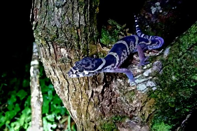 Sunset And Night Walk Guided Tour - Key Points