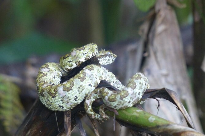 Sunset And Night Walk Guided Tour - Guided Tour Experience