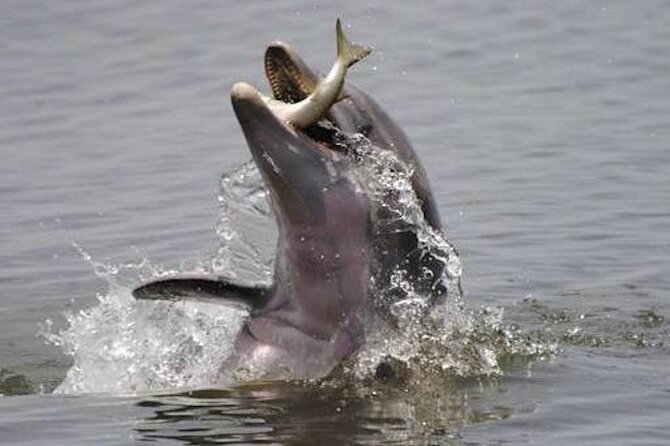 Sunset Bioluminescence Tour - Tour Details and Considerations