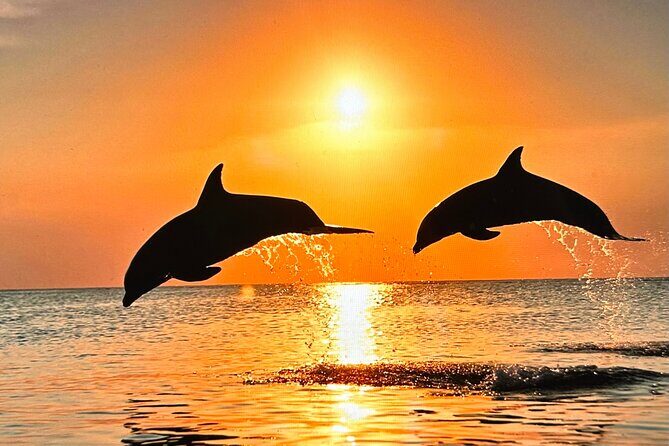 Sunset Bioluminescent Comb Jelly & Dolphin Tour - What Is the Sunset Bioluminescent Comb Jelly & Dolphin Tour?