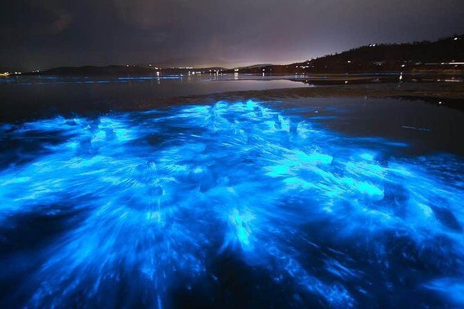 Sunset Bioluminescent Comb Jelly & Dolphin Tour - What About the Downsides?