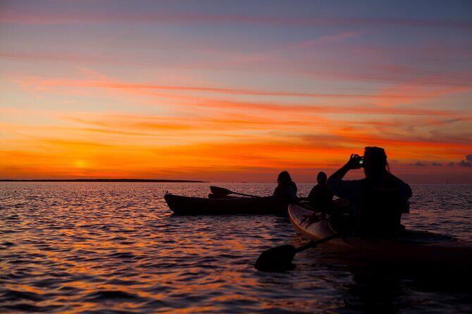 Sunset Bioluminescent Comb Jelly & Dolphin Tour - FAQ