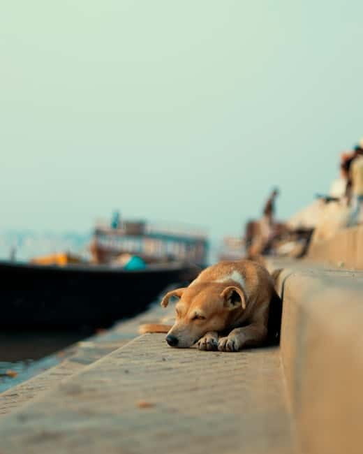 Sunset Boat Ride with Evening Aaarti ceremony varanasi - Starting Point and Timing