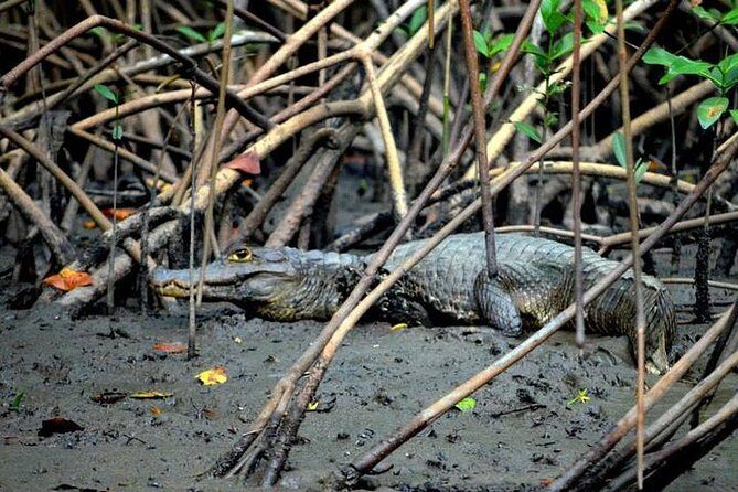 Sunset Boat Tour into Caroni Wetlands - What Travelers Love About It