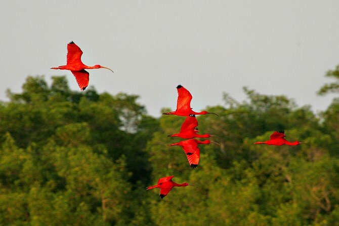 Sunset Boat Tour into Caroni Wetlands - Potential Drawbacks and Considerations