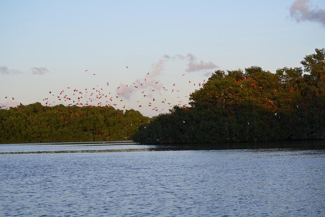Sunset Boat Tour into Caroni Wetlands - Who Will Love This Tour?