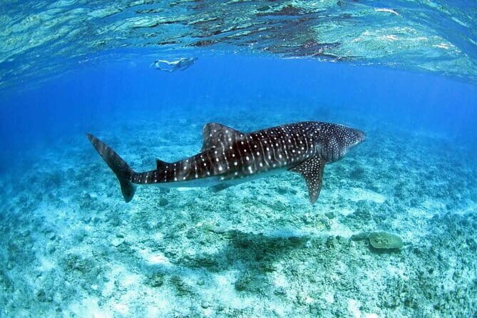 Sunset Cruise and Night Fishing in Dhiffushi - What Travelers Say