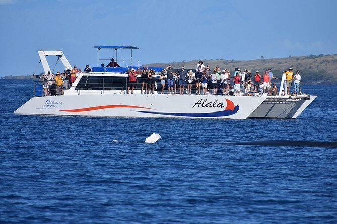 Sunset Cruise with the Whales from Anaeho'omalu Bay - Who Will Love This Tour?