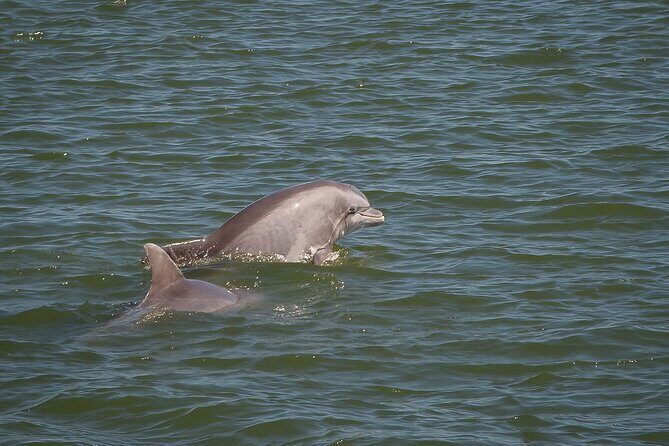Sunset, Dolphin/Birding On A Private Guided Savannah Cruise - Detailed Review of the Savannah Sunset Dolphin & Birding Tour