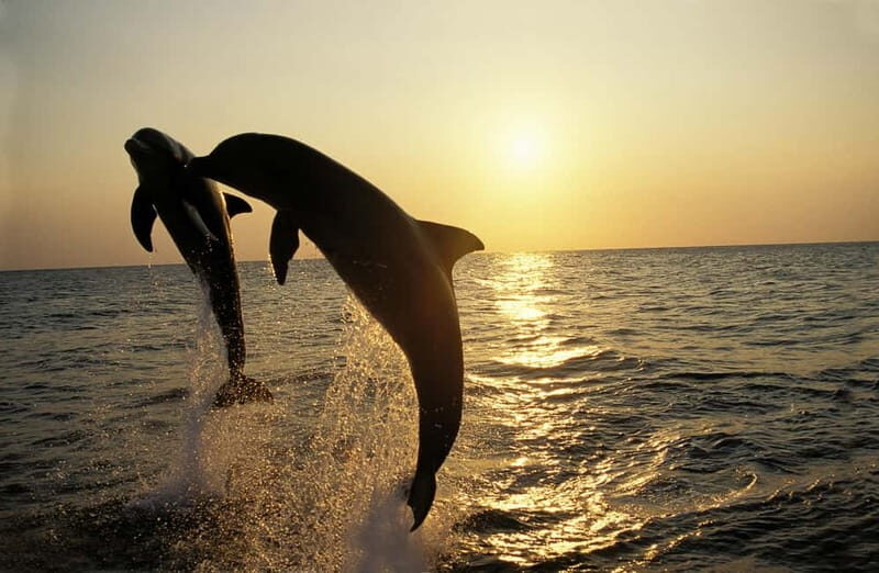Sunset Dolphin Cruise with Dinner  Medulin Archipelago - Key Points