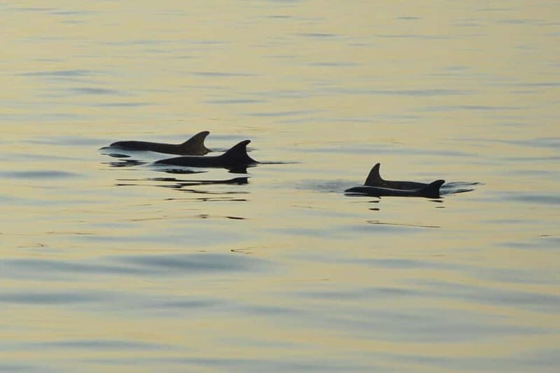 Sunset Dolphin Cruise with Dinner  Medulin Archipelago - The Experience: What to Expect on the Cruise