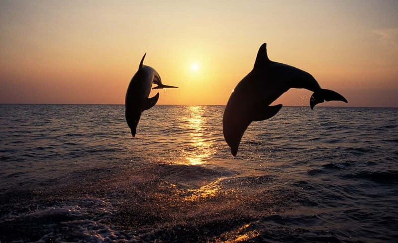 Sunset Dolphin Cruise with Dinner  Medulin Archipelago - Authentic Experiences and Authenticity
