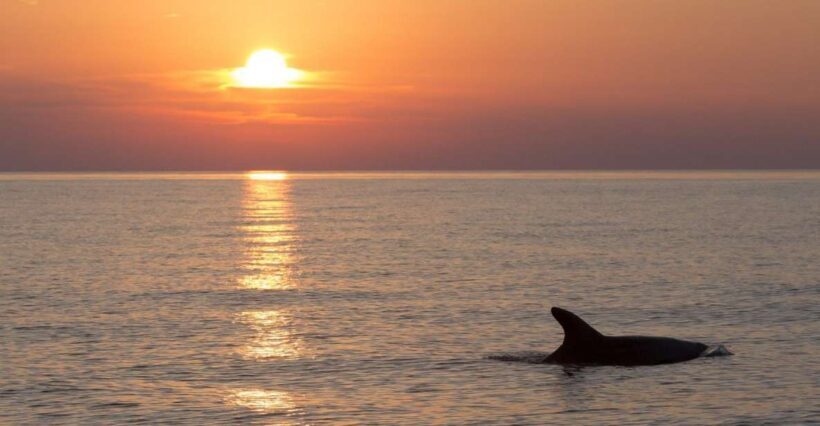 Sunset Dolphin Cruise with Dinner  Medulin Archipelago - Final Thoughts: Is This Tour Worth It?