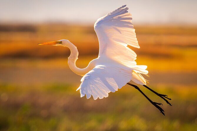Sunset Dolphin Eco Tour - Who Should Consider This Tour?