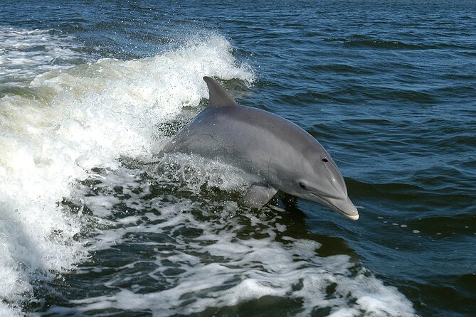 Sunset Dolphin Watching Boat Tour from Vrsar - Practical Tips for Participants