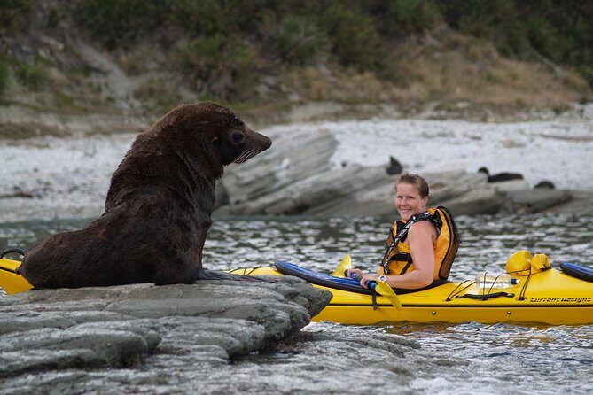 Sunset Evening Kayaking Tour - Kaikoura - Who Will Love This Tour?