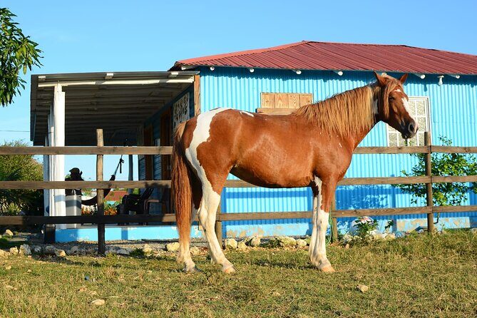 Sunset Horseback Riding Tour in Punta Cana (Private Option) - FAQ