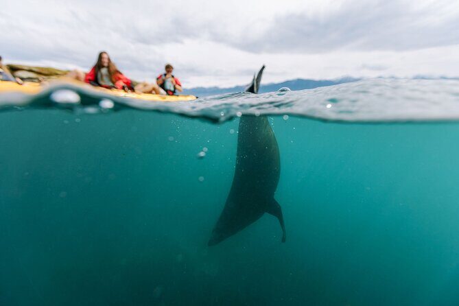 Sunset Kayak tour in Kaikoura - Why This Tour Offers Great Value