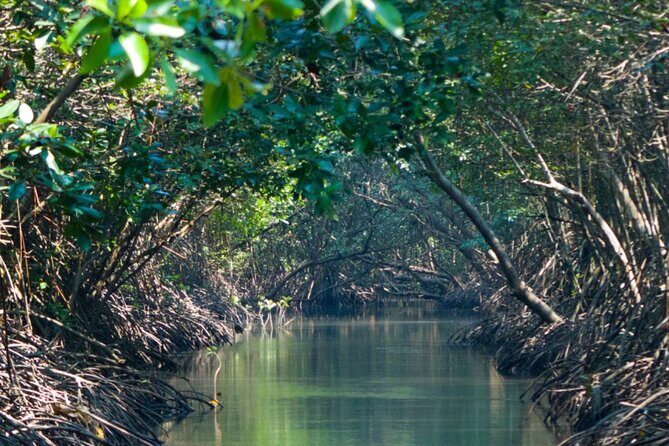 Sunset Kayak Tour in the Mangrove Lagoon, St Thomas - Final Thoughts