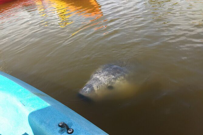 Sunset kayaking tour at Manatee Cove with Manatee & Dolphin sightings - Practical Details and Tips