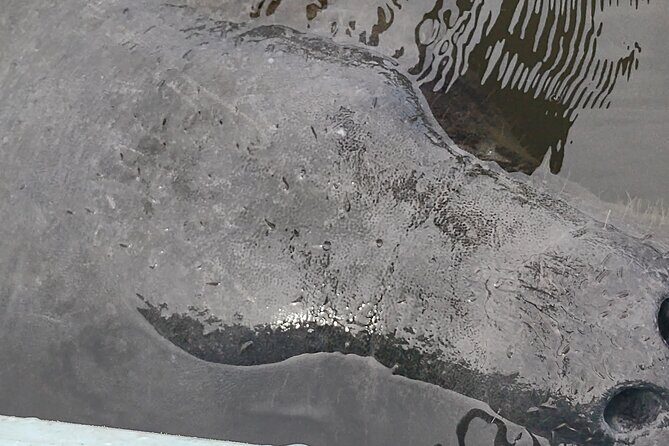 Sunset kayaking tour at Manatee Cove with Manatee & Dolphin sightings - Frequently Asked Questions