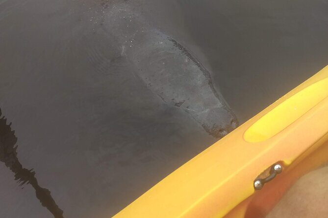 Sunset kayaking tour at Manatee Cove with Manatee & Dolphin sightings - Final Thoughts