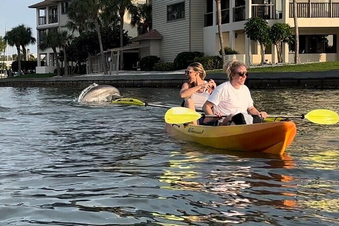 Sunset Kayaking with Dolphins - What Makes This Tour Special?