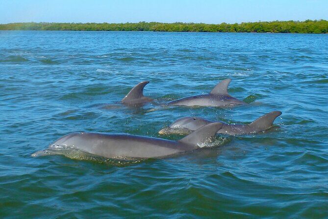 Sunset Kayaking with Dolphins - What Reviewers Say
