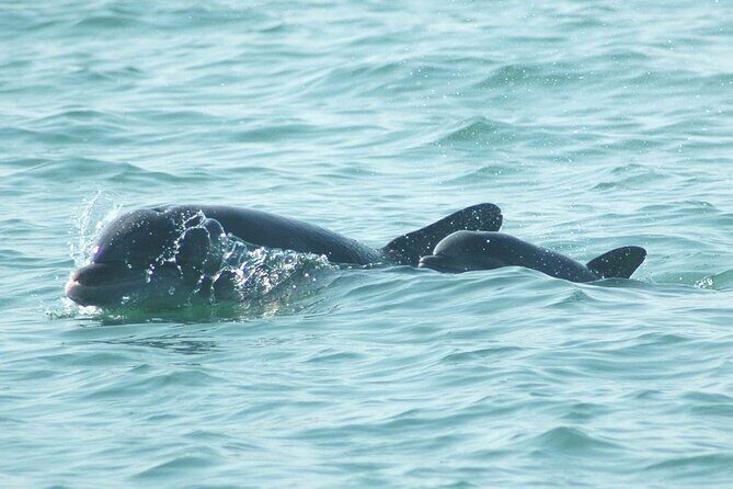 Sunset Kayaking with Dolphins - FAQ