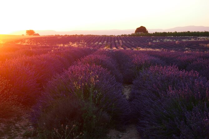 Sunset Lavender Tour in Valensole With Pickup From Marseille - Lavender Fields Exploration