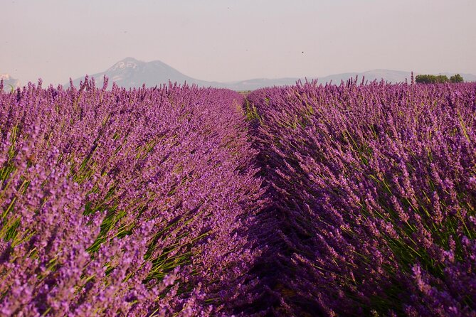 Sunset Lavender Tour in Valensole With Pickup From Marseille - Sunset Photography Opportunities