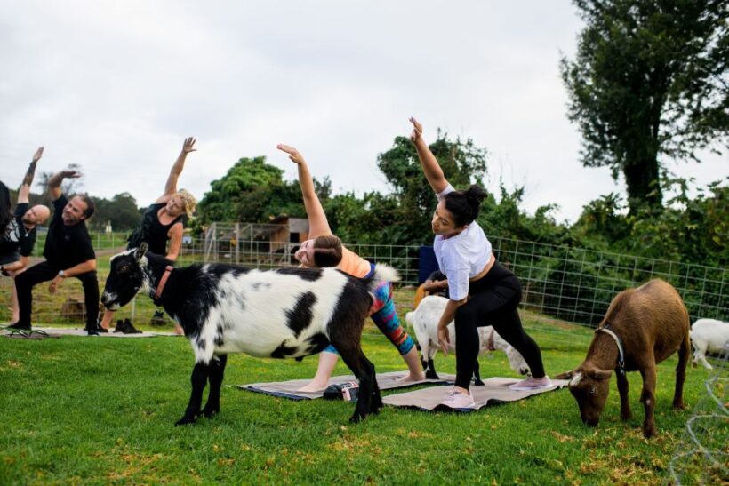 Sunset Maui Goat Yoga with Live Music - Authentic Feedback and Insights from Visitors