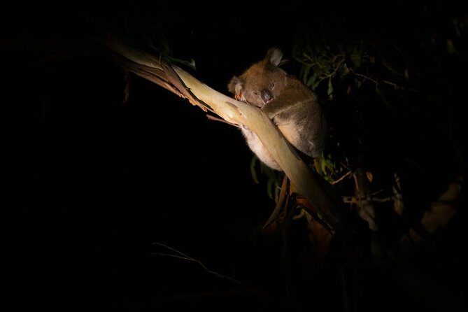 Sunset Nocturnal Adventure Tour - Key Points