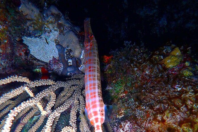 Sunset on the Water + Night Snorkeling with Guide in St. Thomas - Frequently Asked Questions (FAQs)