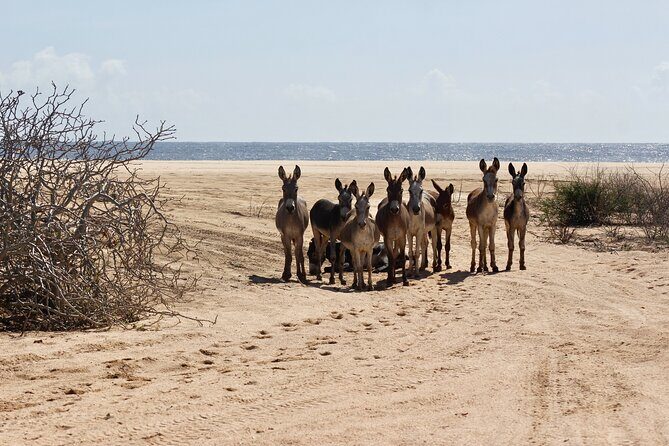 Sunset Pacific Donkey Hiking Tour - An in-depth look at the Sunset Pacific Donkey Hiking Tour