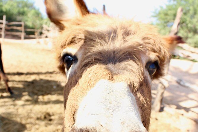 Sunset Pacific Donkey Hiking Tour - FAQ