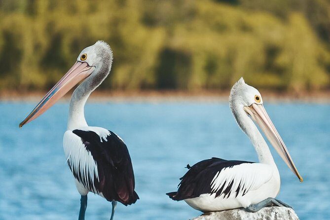 Sunset River Cruise near Byron Bay - FAQ