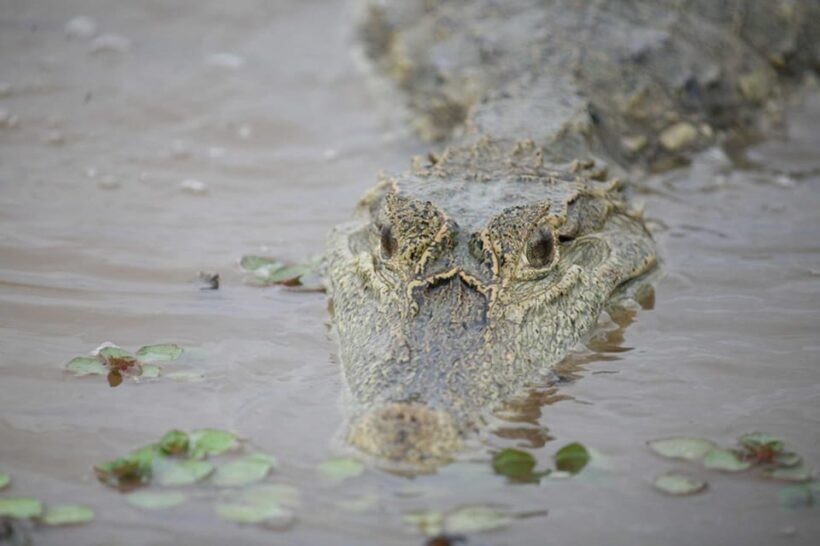 Sunset safari, alligators and capybaras. - A Detailed Look at the Tambopata Sunset Safari