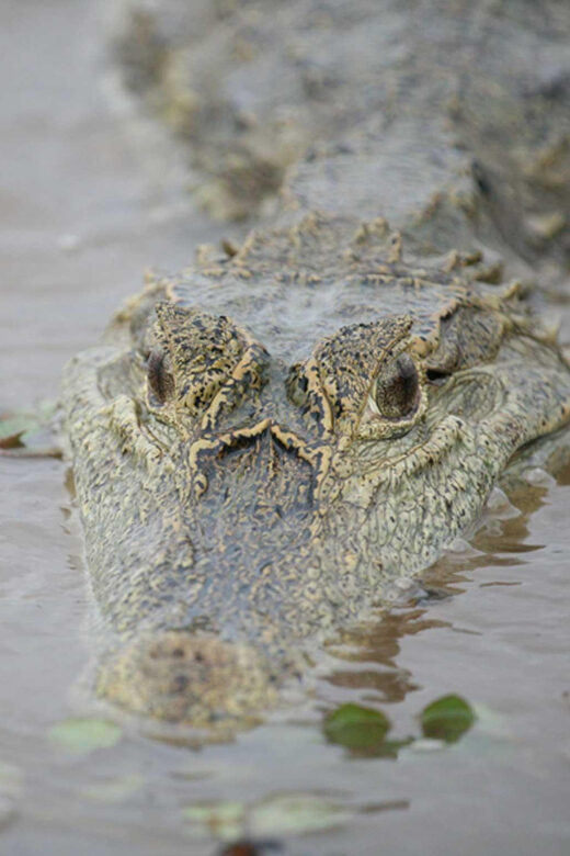 Sunset safari, alligators and capybaras. - FAQ