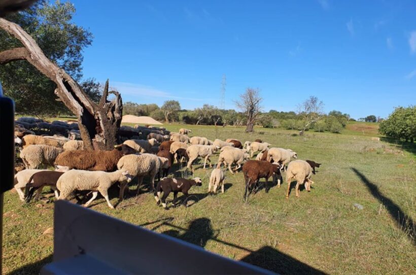 Sunset Safari in the Algarve Mountains - Exploring the Itinerary and What to Expect