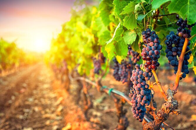 Sunset Sip Wine Tour - Authentic Perspectives from Past Travelers