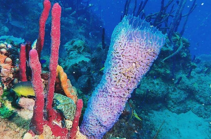 Sunset Snorkeling - Review Highlights and Authentic Experiences