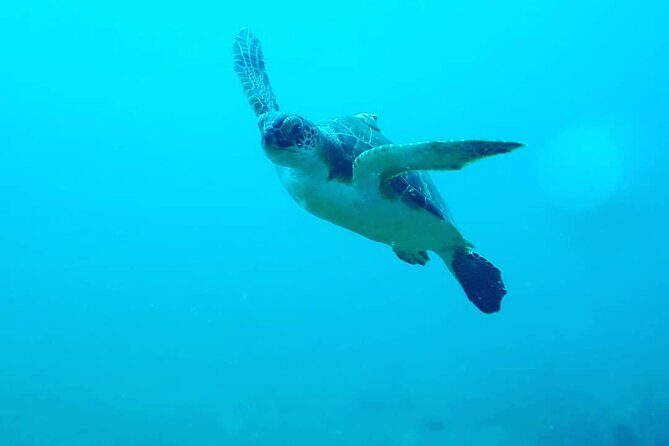 Sunset Snorkeling - The Sum Up