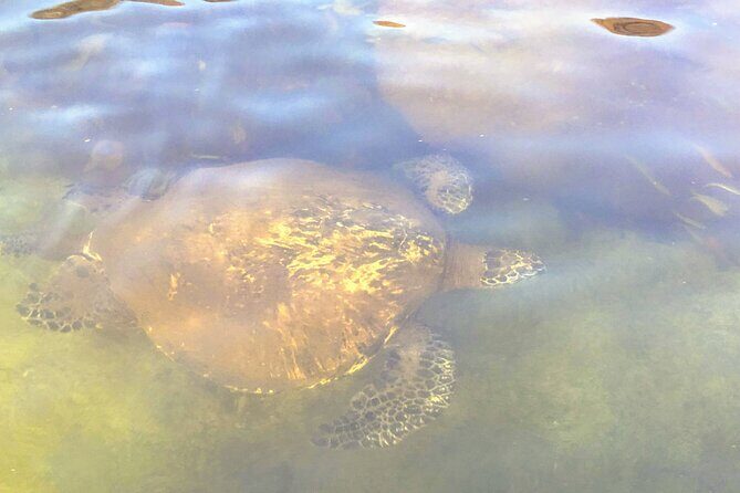 Sunset Stand Up Paddle with Photos and Turtles - FAQ About the Sunset Stand Up Paddle Tour