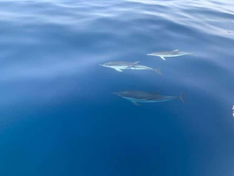 Sunset tour in search of dolphins with aperitif - An In-Depth Look at the Experience