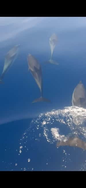 Sunset tour in search of dolphins with aperitif - Practical Tips for Booking and Preparing