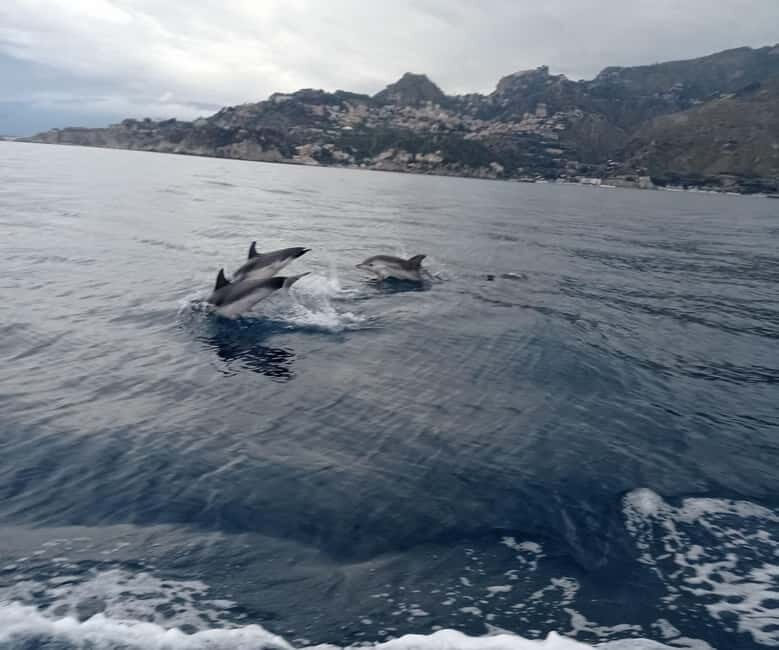 Sunset tour in search of dolphins with aperitif - The Sum Up: Who Will Love This Tour?