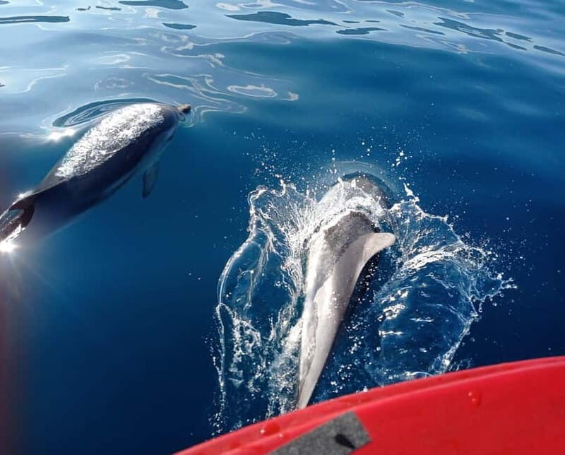 Sunset tour in search of dolphins with aperitif - FAQ