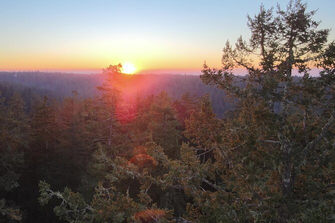 Sunset Tree Climb at Silver Falls State Park - The Sum Up
